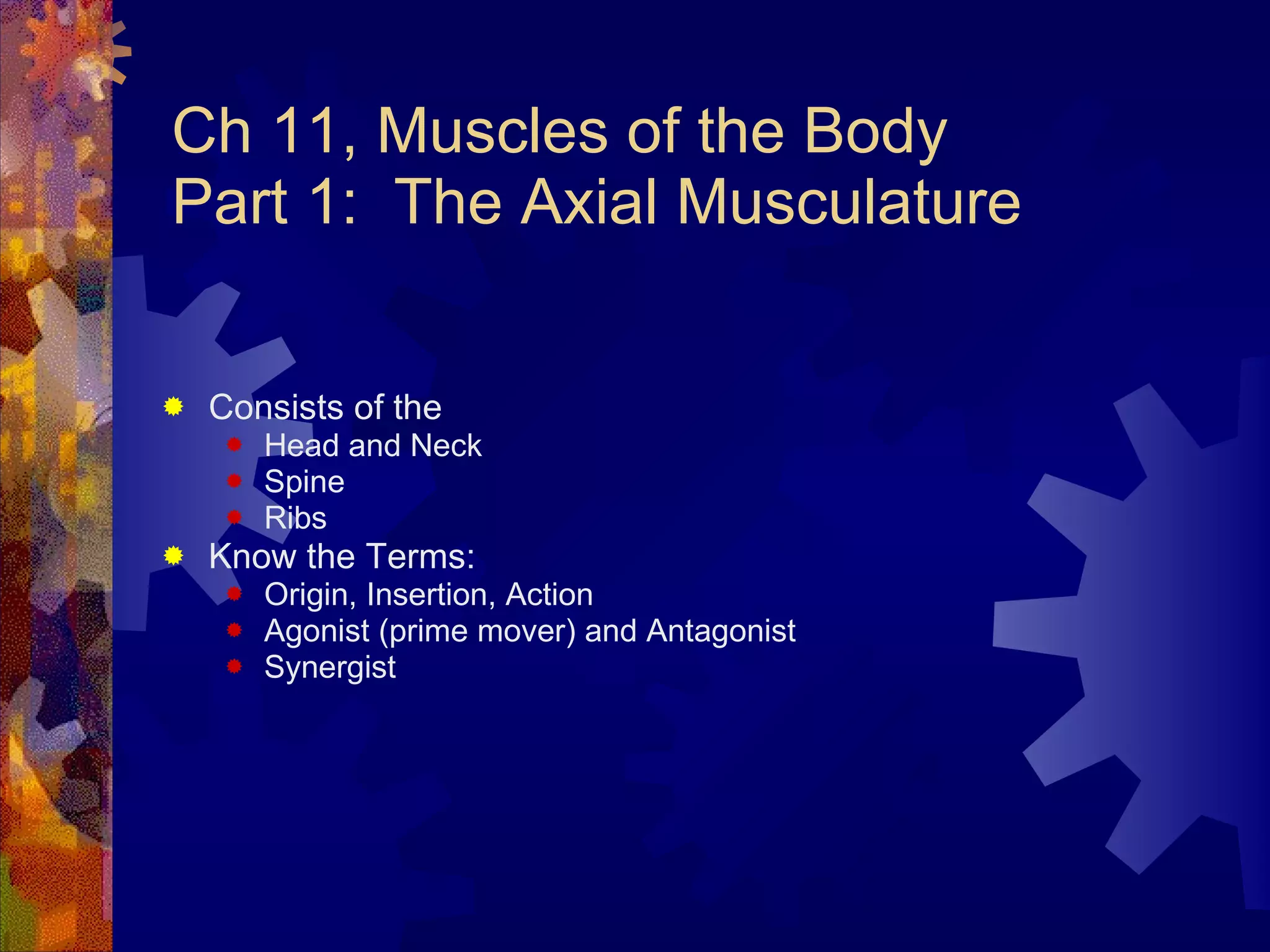 Chapter11 musclespart1marieb | PPT | Death, Injury, or Military Conflict | Sensitive Topics