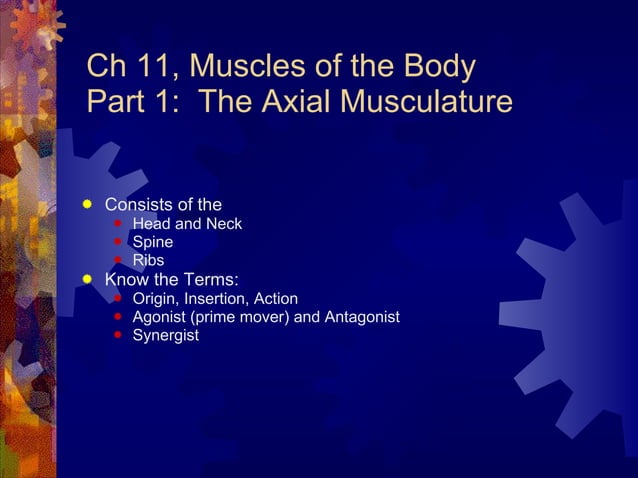 Chapter11 musclespart1marieb | PPT | Death, Injury, or Military ...