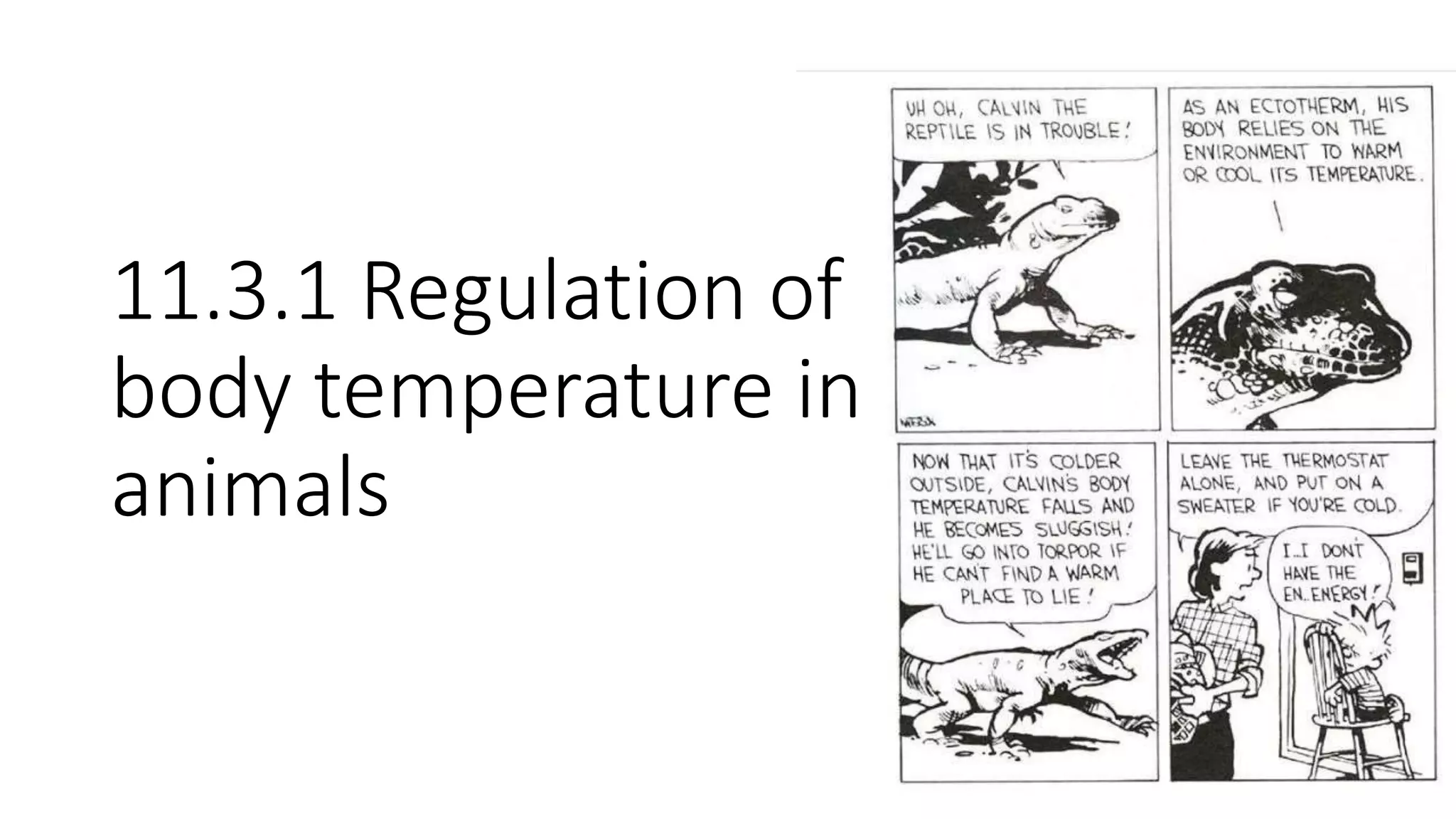 独中高中生物Chapter 11 Part 3 Temperature regulation | PPT