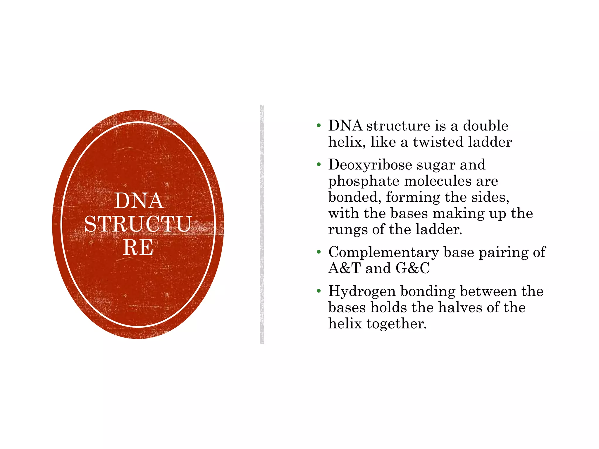 Chapter 11 DNA Biology | PPT