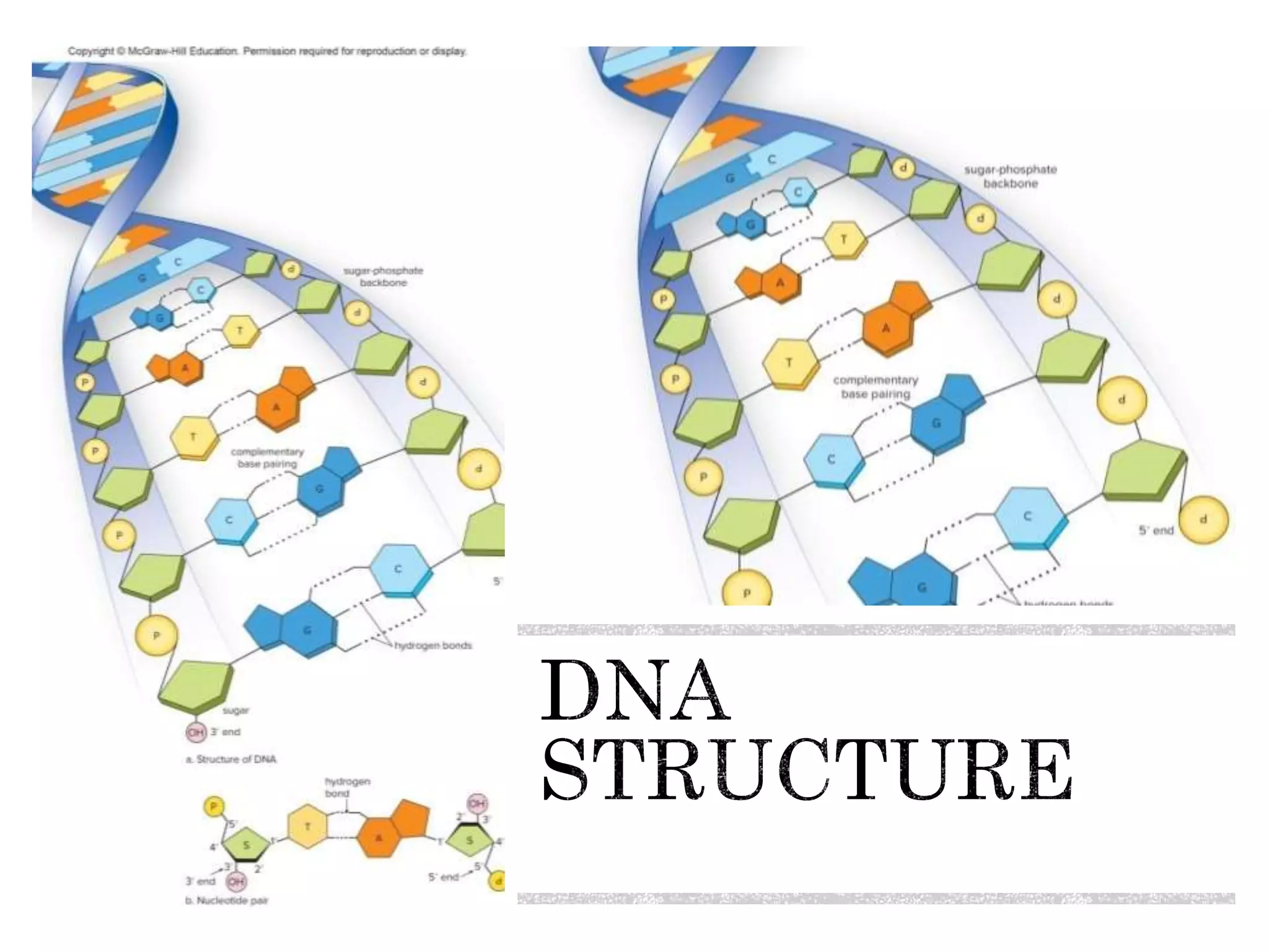 Chapter 11 DNA Biology | PPT