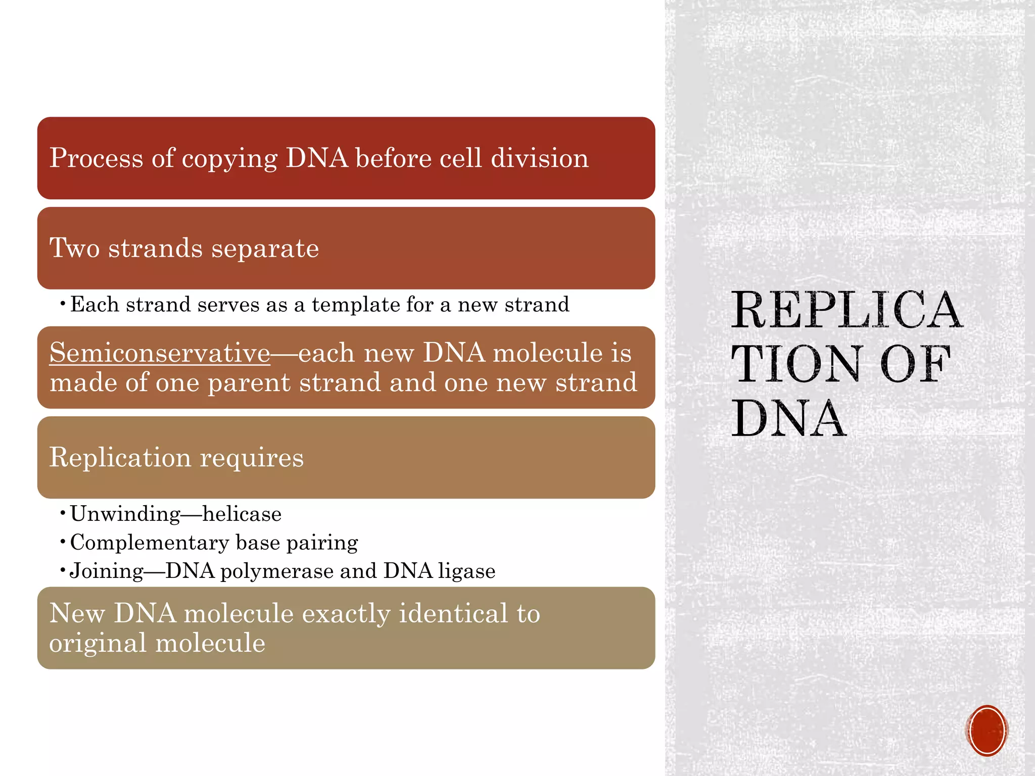 Chapter 11 DNA Biology | PPT