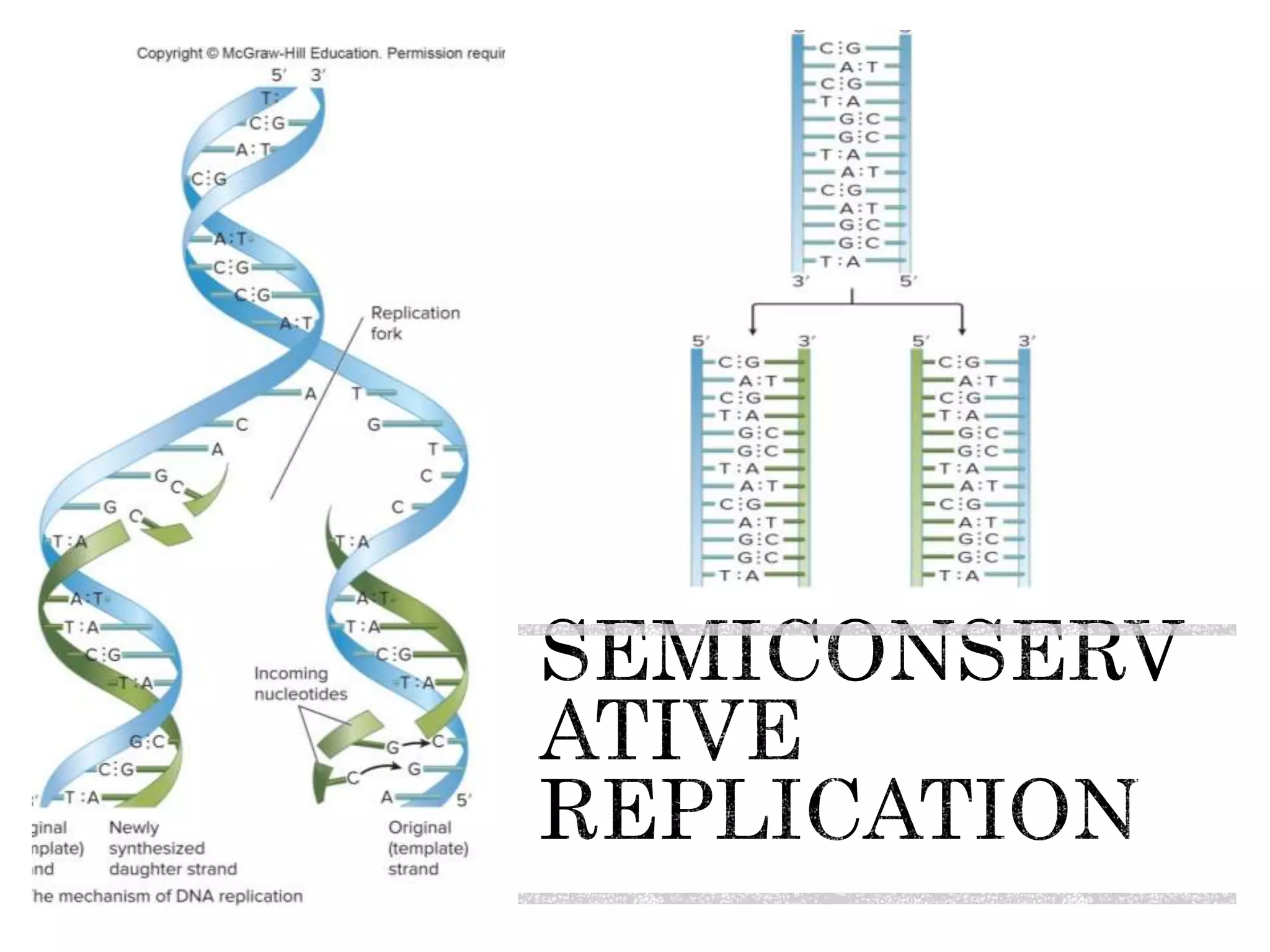 Chapter 11 DNA Biology | PPT