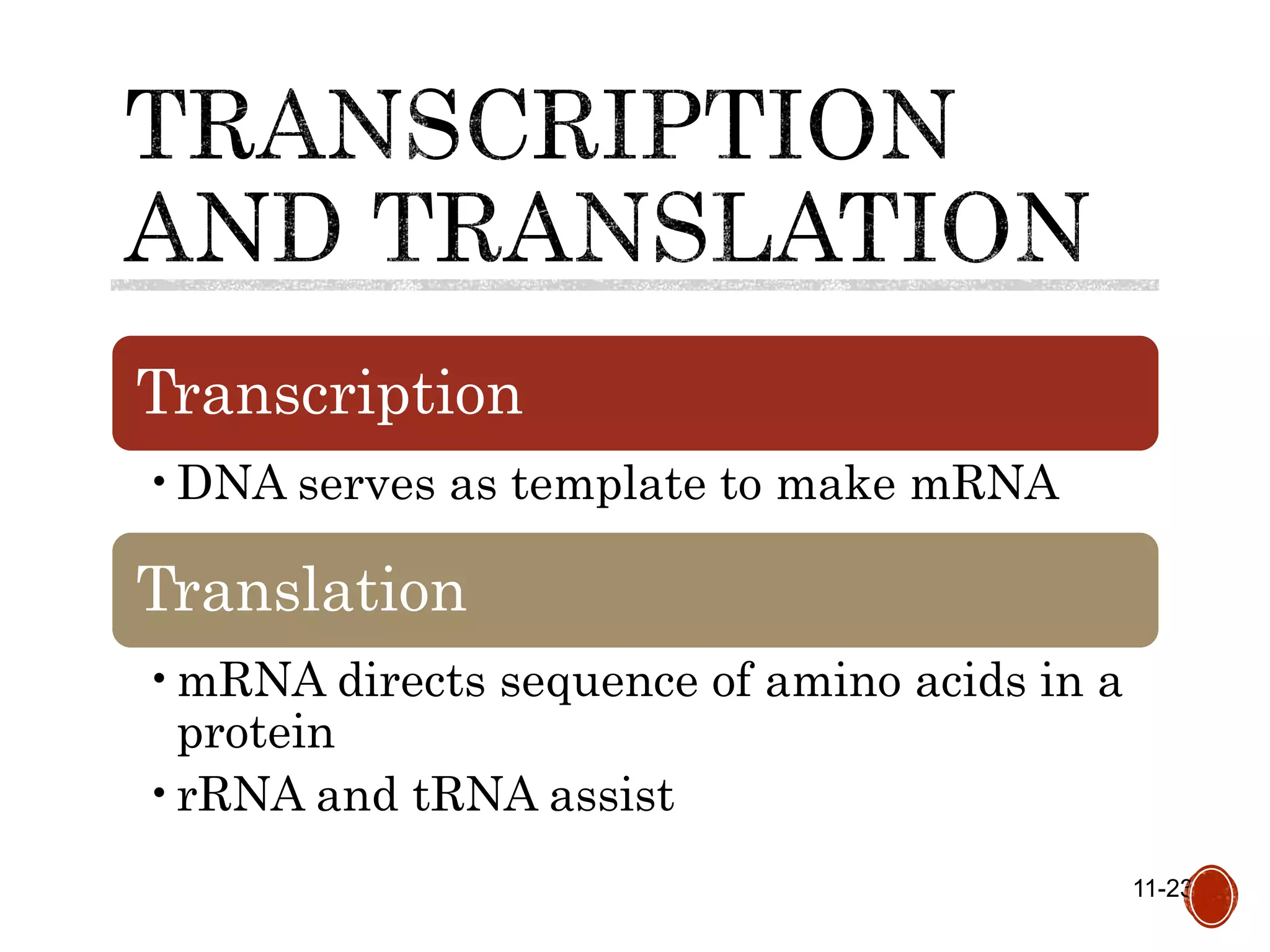 Chapter 11 DNA Biology | PPT