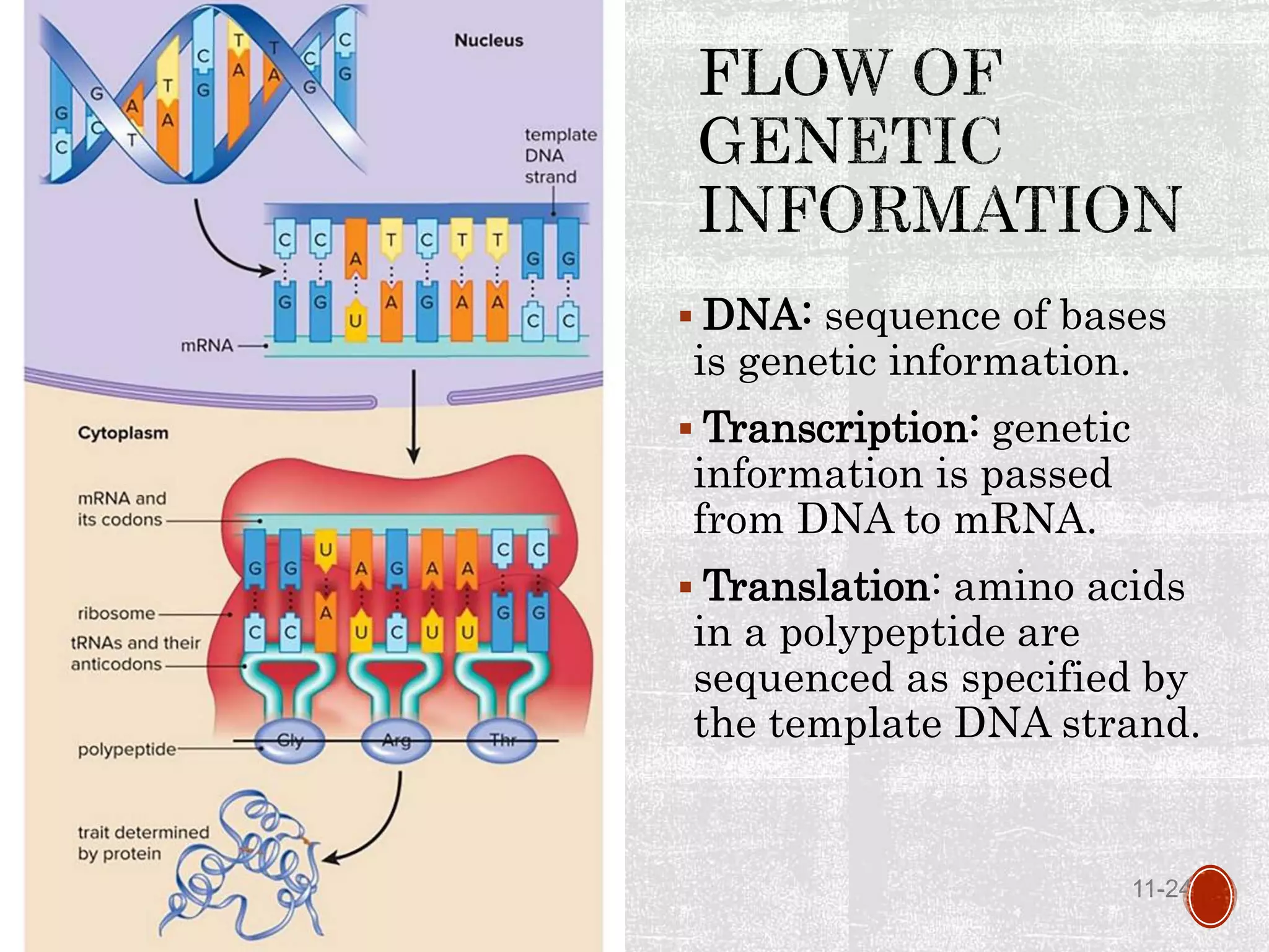 Chapter 11 DNA Biology | PPT