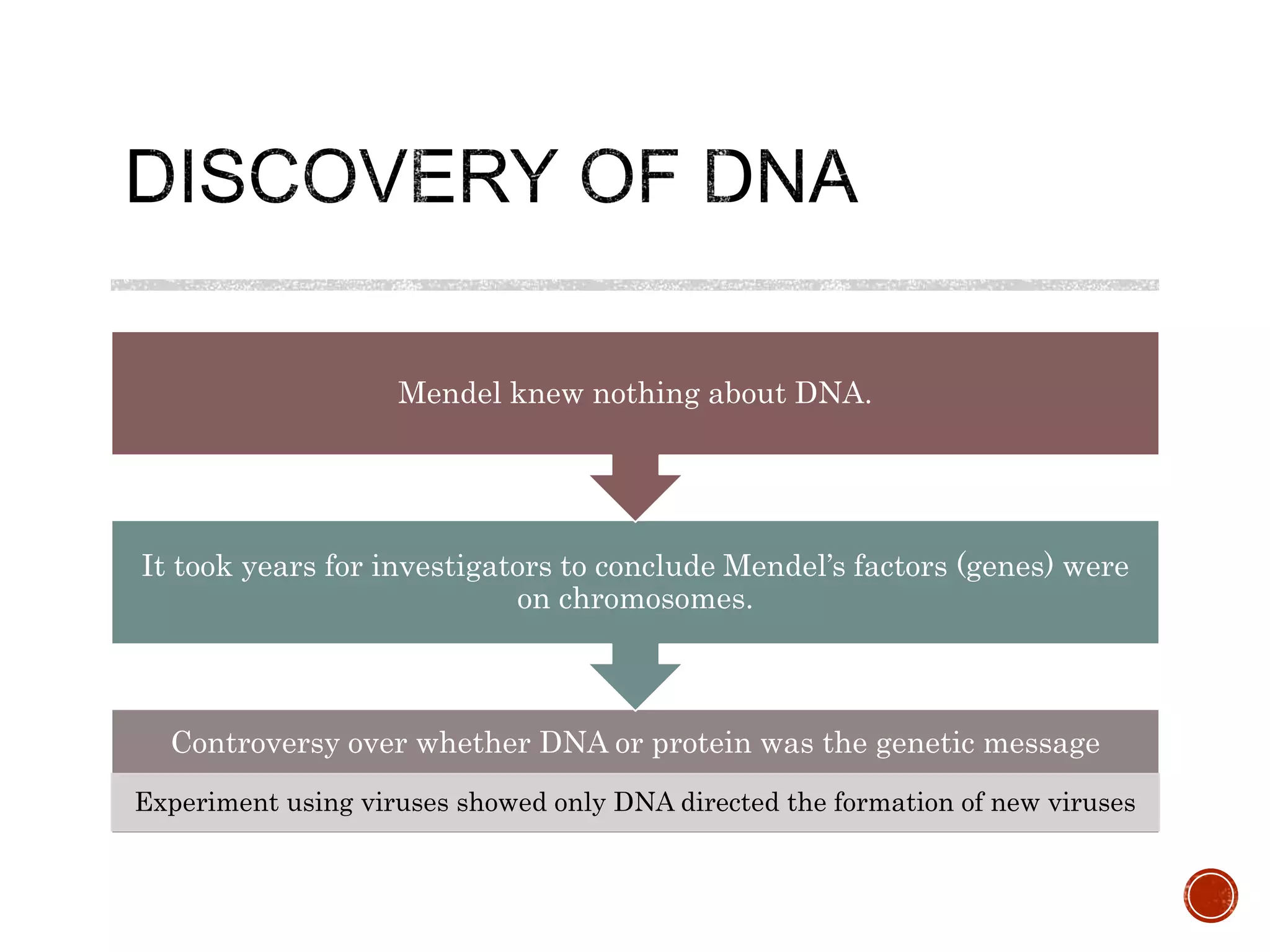 Chapter 11 DNA Biology | PPT