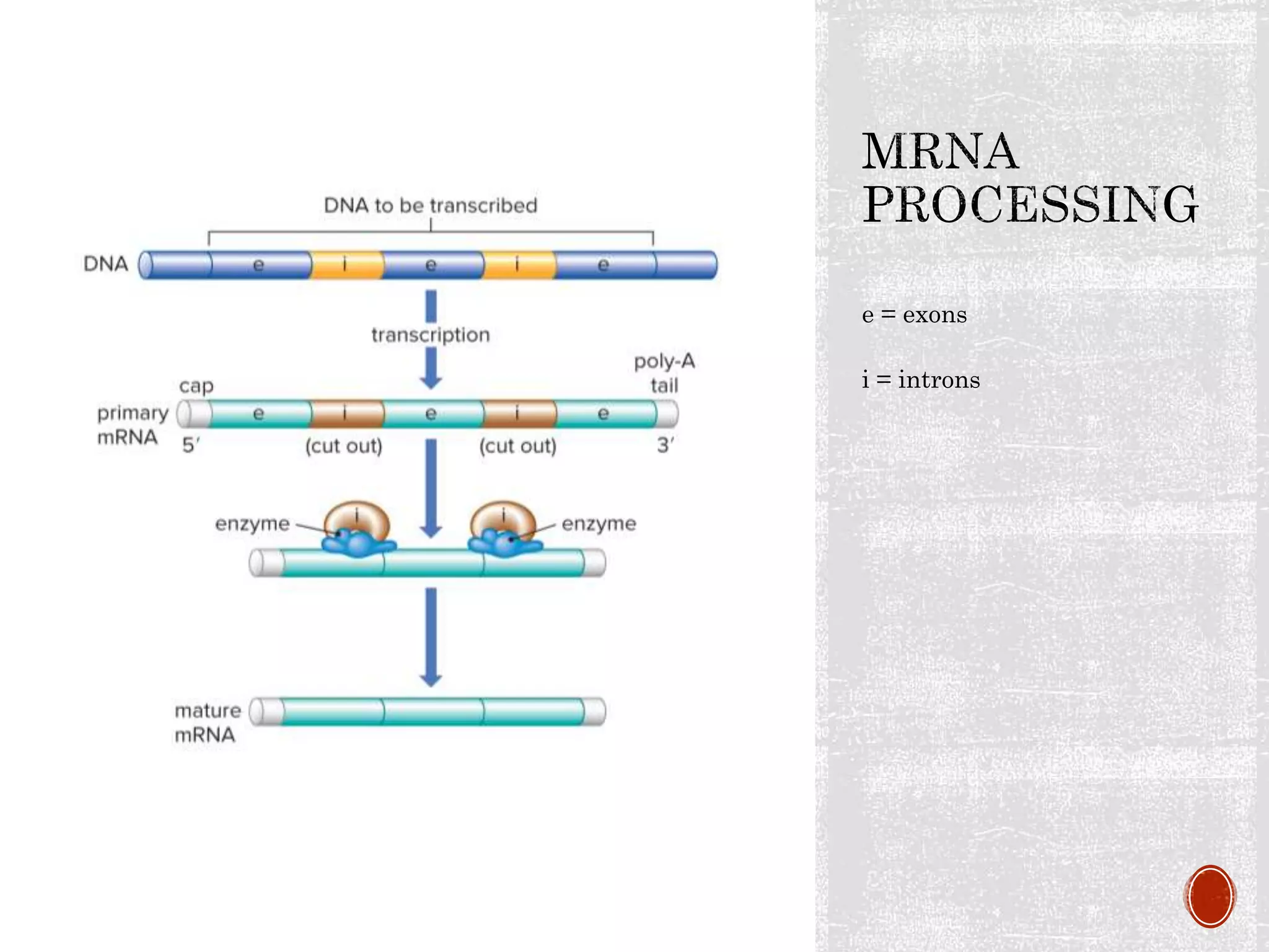 Chapter 11 DNA Biology | PPT