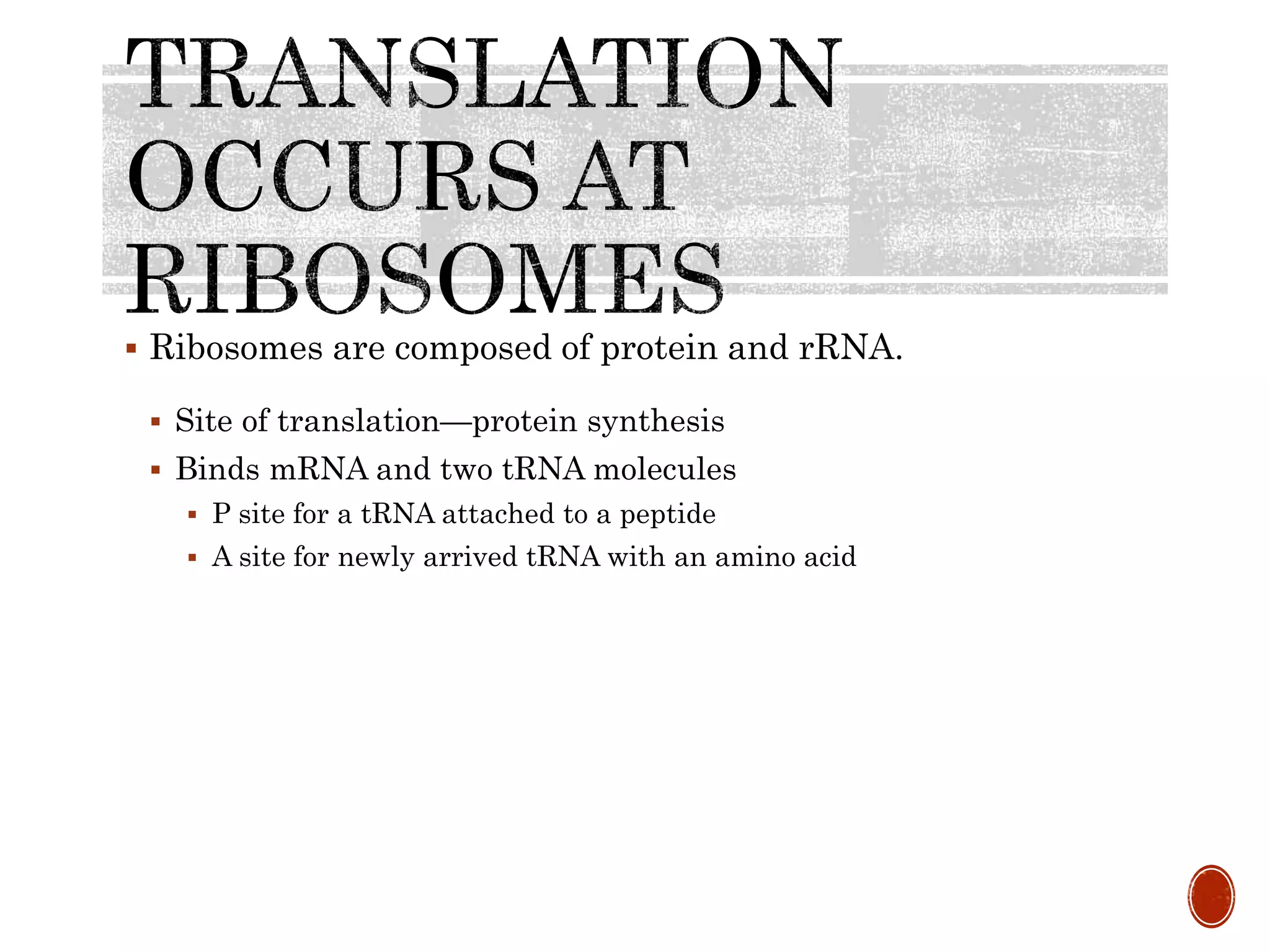 Chapter 11 DNA Biology | PPT