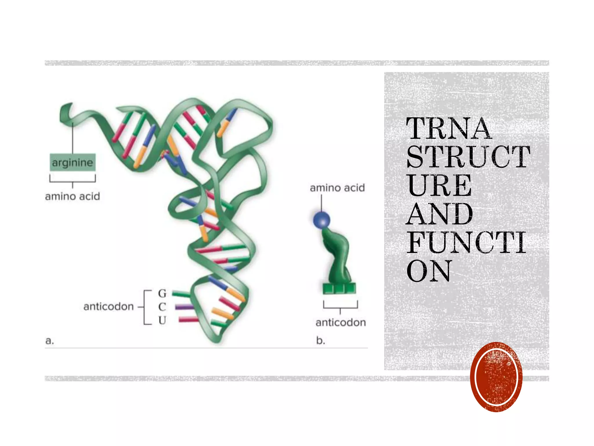 Chapter 11 DNA Biology | PPT