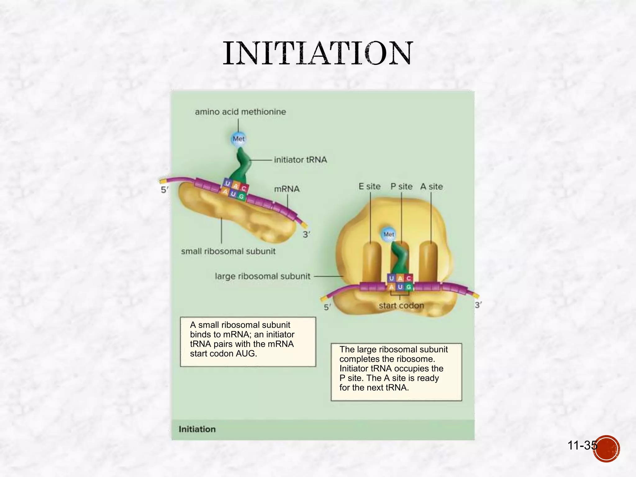 Chapter 11 DNA Biology | PPT
