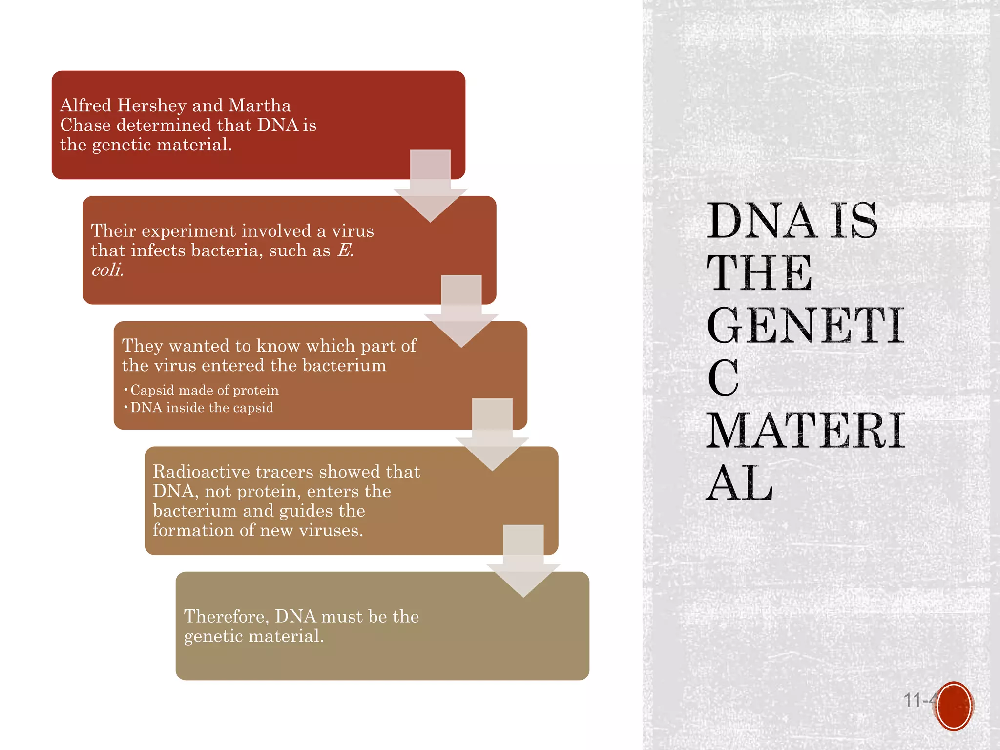 Chapter 11 DNA Biology | PPT