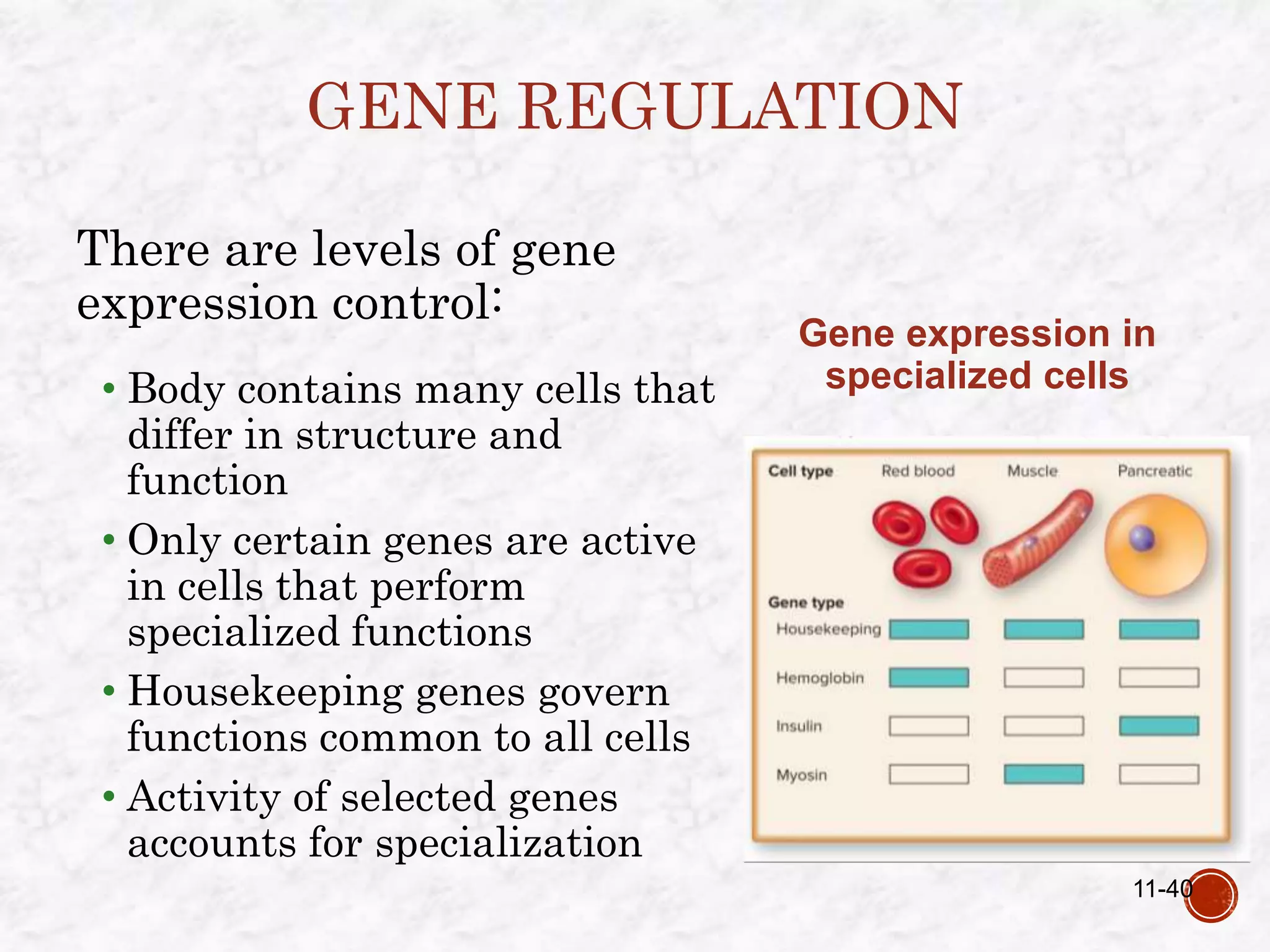 Chapter 11 DNA Biology | PPT