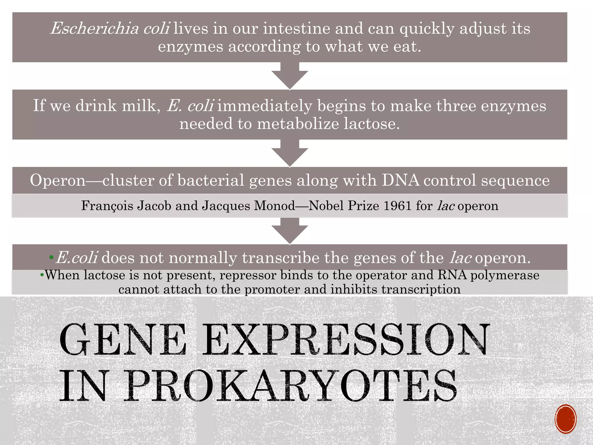 Chapter 11 DNA Biology | PPT