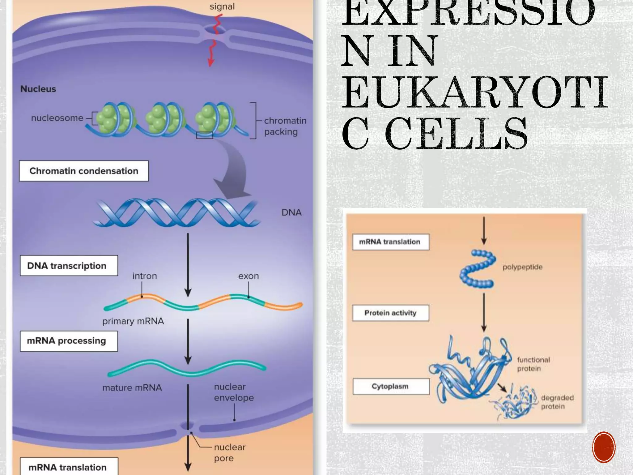 Chapter 11 DNA Biology | PPT
