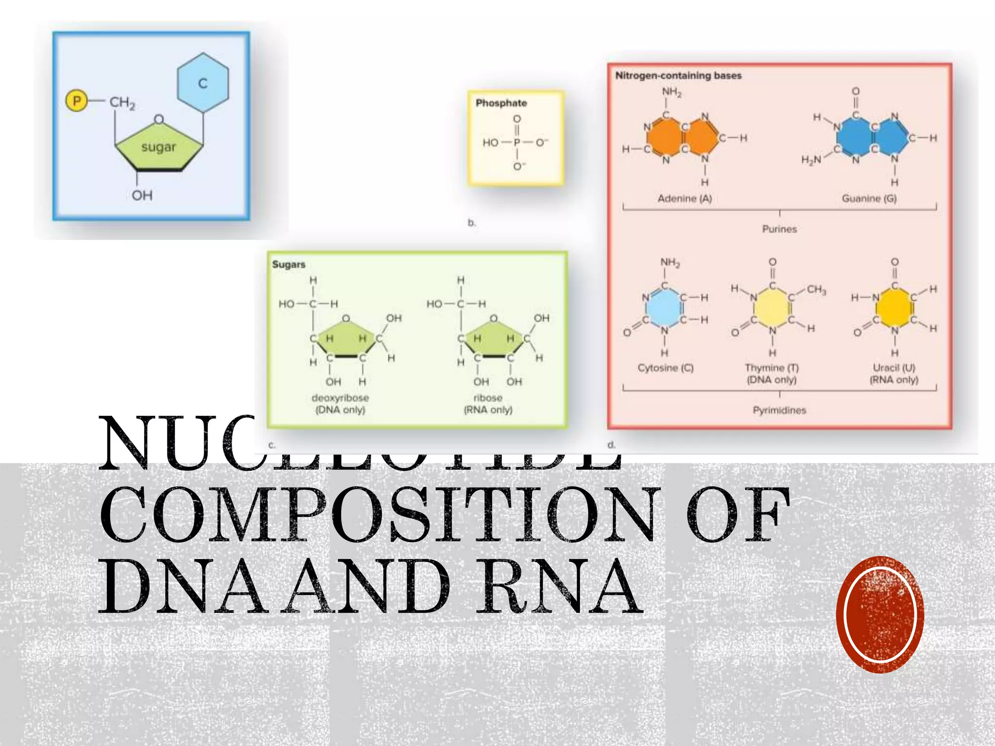 Chapter 11 DNA Biology | PPT