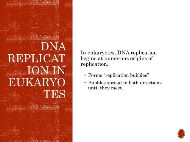 Chapter 11 DNA Biology | PPT