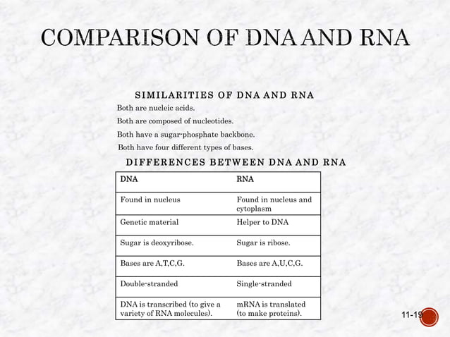 Chapter 11 DNA Biology | PPT