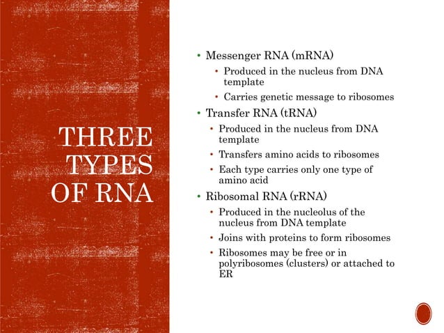 Chapter 11 DNA Biology | PPT