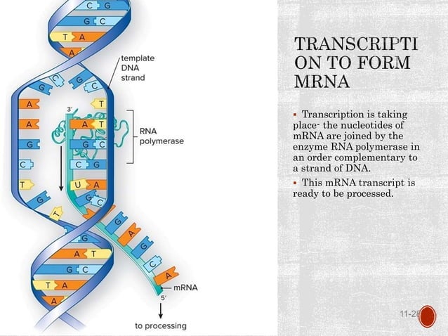 Chapter 11 DNA Biology | PPT