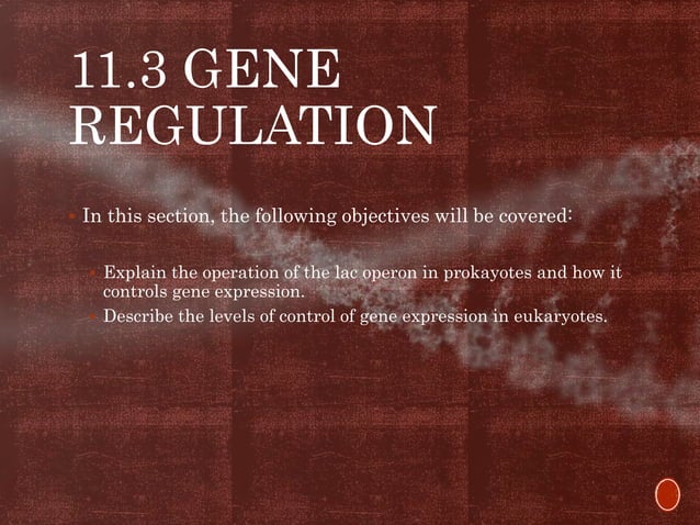 Chapter 11 DNA Biology | PPT