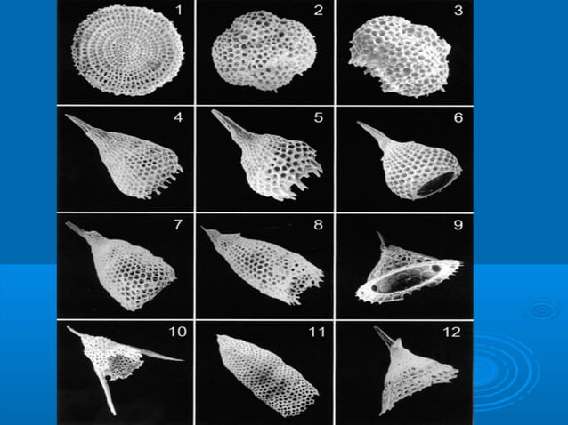 Chapter 11 protozoa | PPT