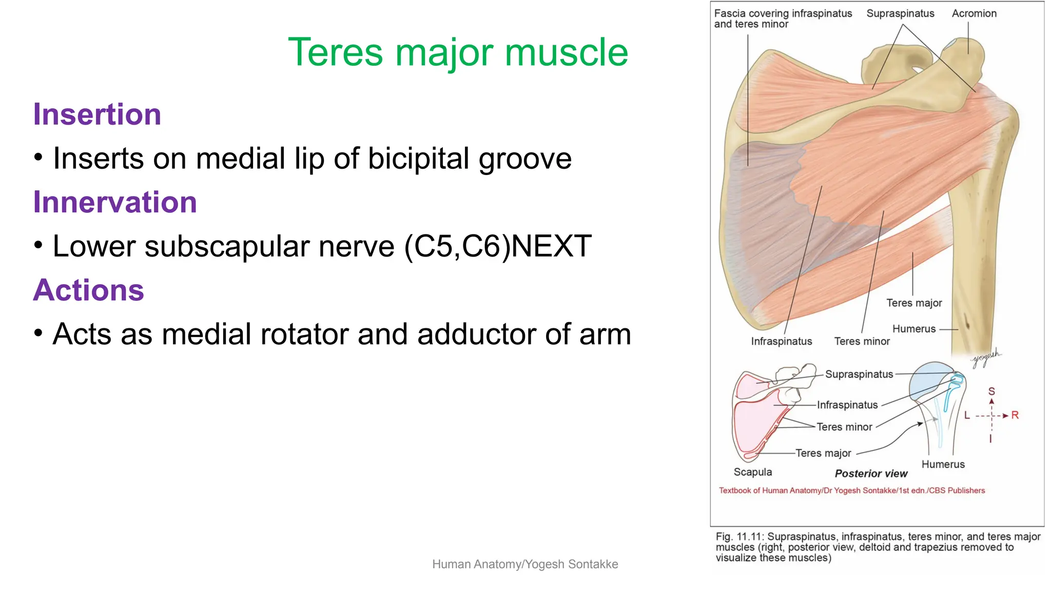 Chapter 11 Scapular anatomy Region.pptx