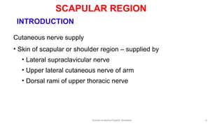 Chapter 11 Scapular anatomy Region.pptx