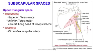 Chapter 11 Scapular anatomy Region.pptx