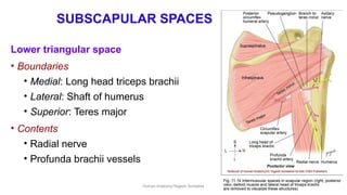 Chapter 11 Scapular anatomy Region.pptx