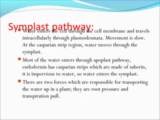 Chapter 11 transport_in_plants | PPT