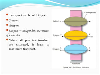 Chapter 11 transport_in_plants | PPT