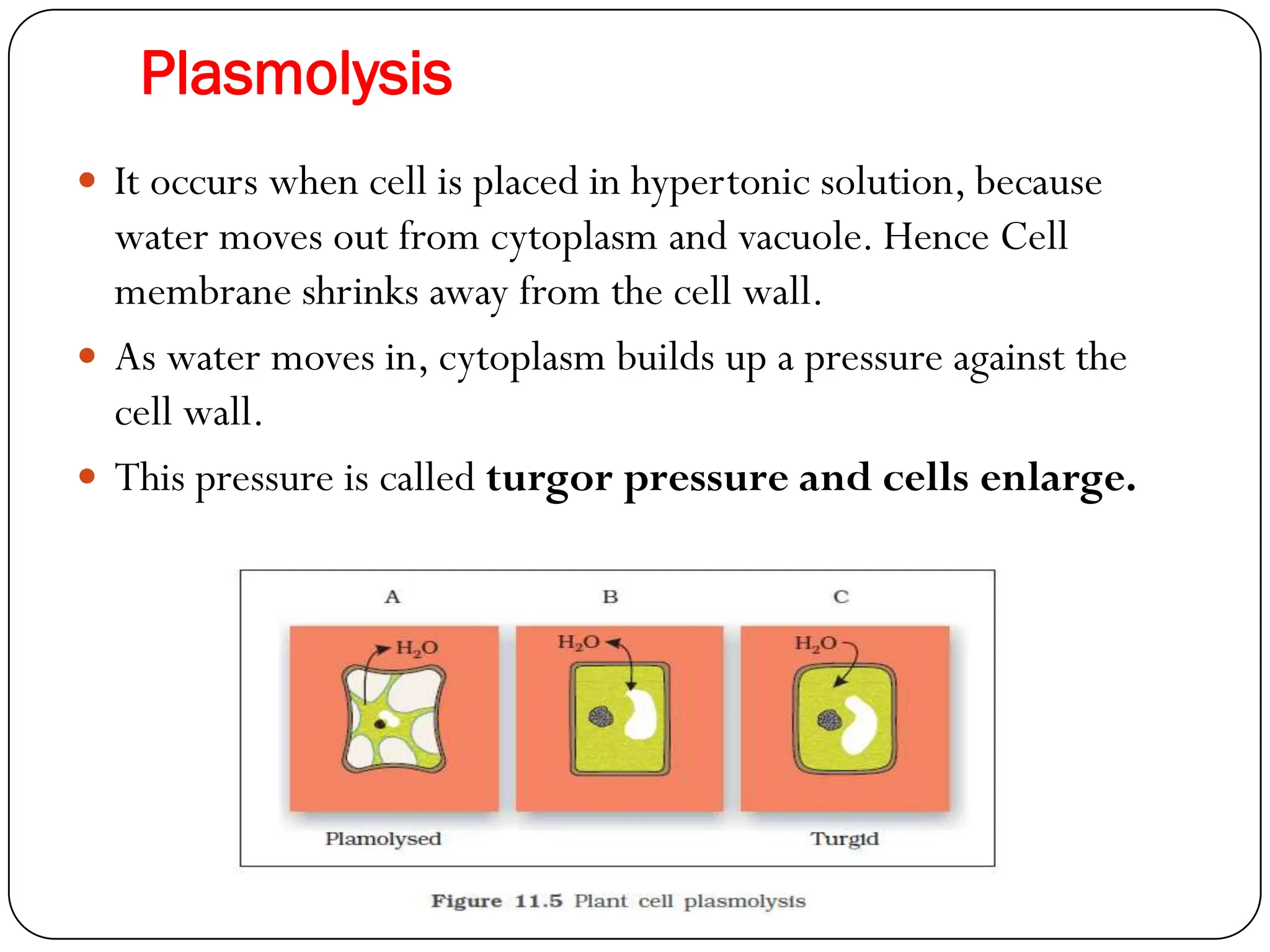Chapter_11_Transport_in_.Plants Kc Meena | PDF