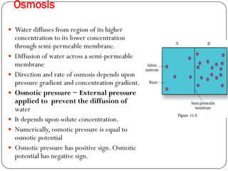 Chapter_11_Transport_in_.Plants Kc Meena | PDF