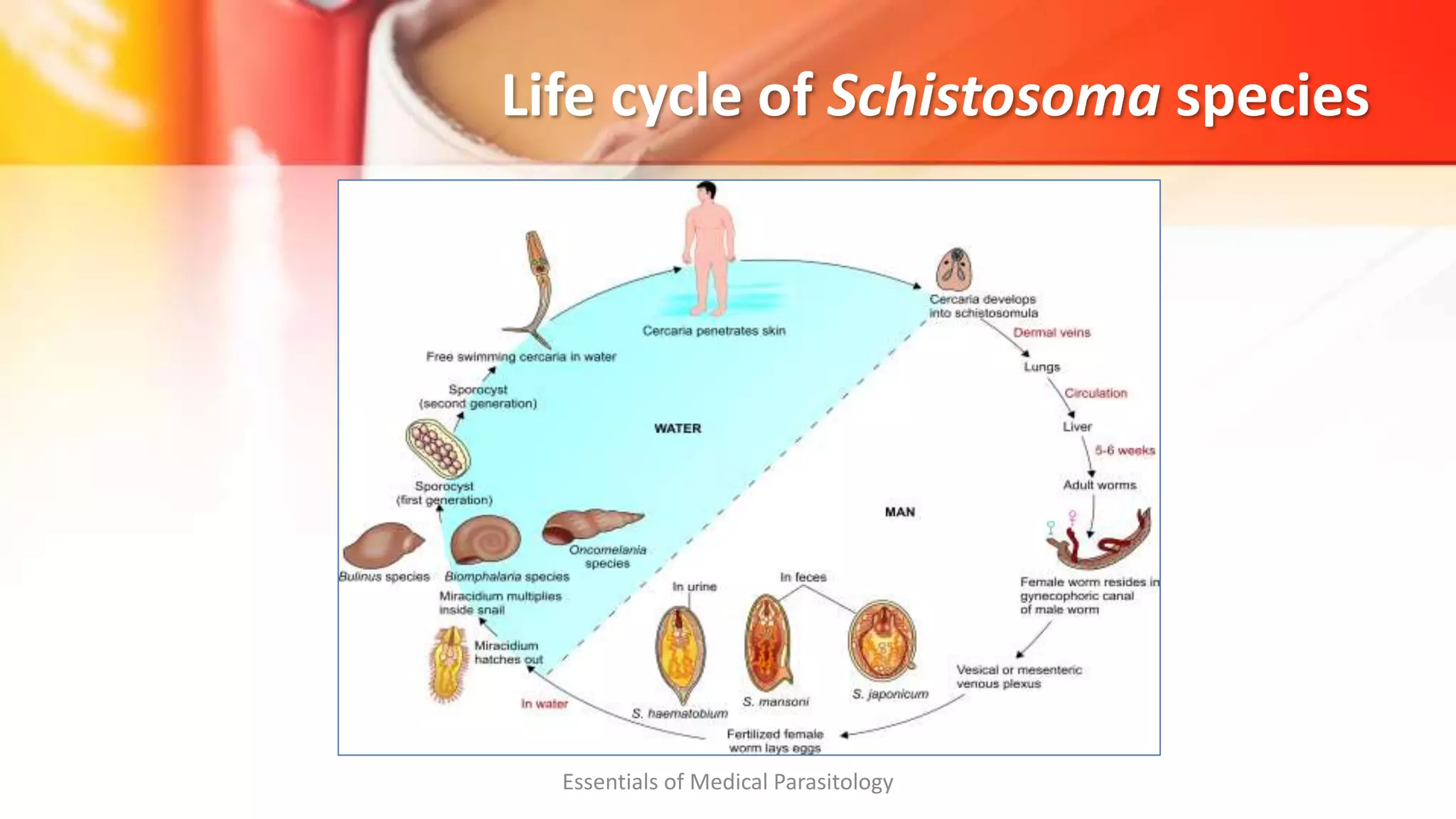 Chapter 11 Trematodes.pptx