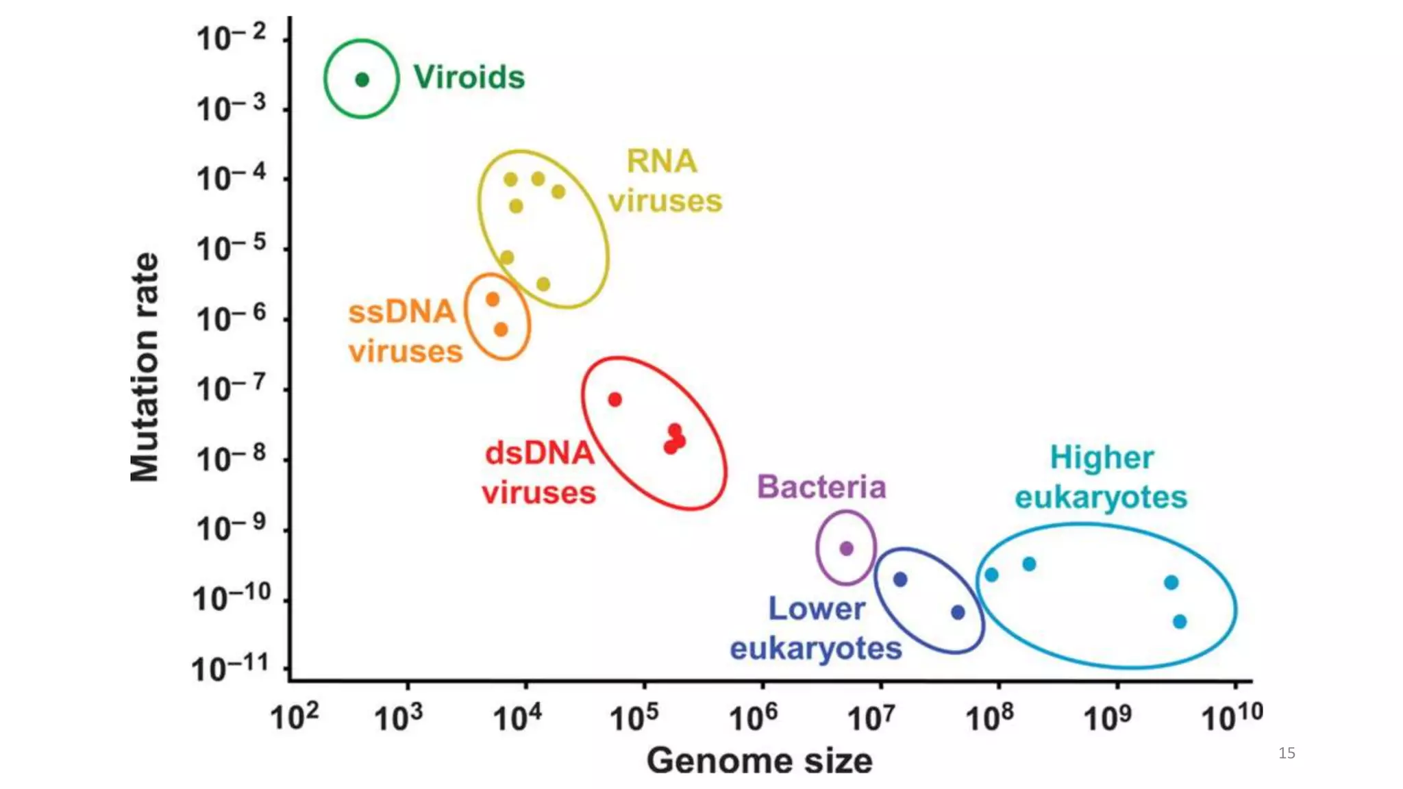 Chapter 11 Virus genetics and mutation.pptx