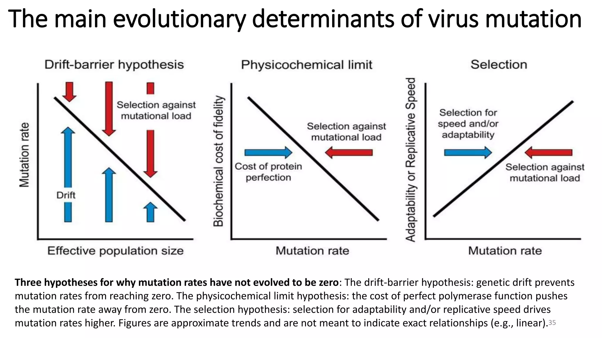 Chapter 11 Virus genetics and mutation.pptx