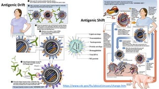 Chapter 11 Virus genetics and mutation.pptx
