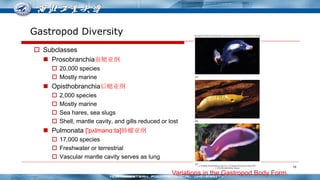 Mollusces and the types of Mollusces animals | PPT