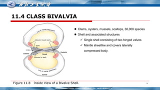 Mollusces and the types of Mollusces animals | PPT