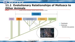 Mollusces and the types of Mollusces animals | PPT