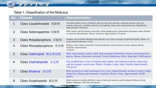 Mollusces and the types of Mollusces animals | PPT