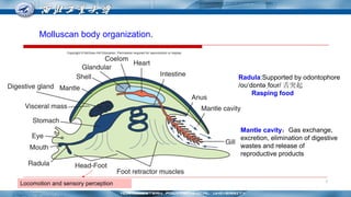 Mollusces and the types of Mollusces animals | PPT