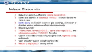 Mollusces and the types of Mollusces animals | PPT