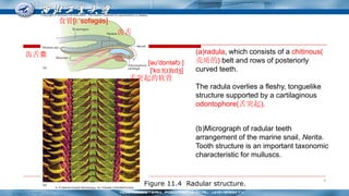Mollusces and the types of Mollusces animals | PPT
