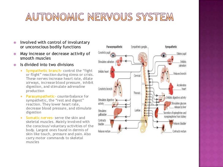 Chapter 12 the nervous system