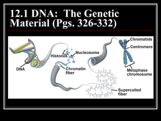 Chapter 12.1 molecular genetics | PPT