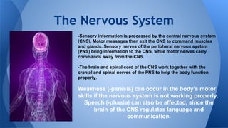 Chapter 12: The Nervous System | PDF