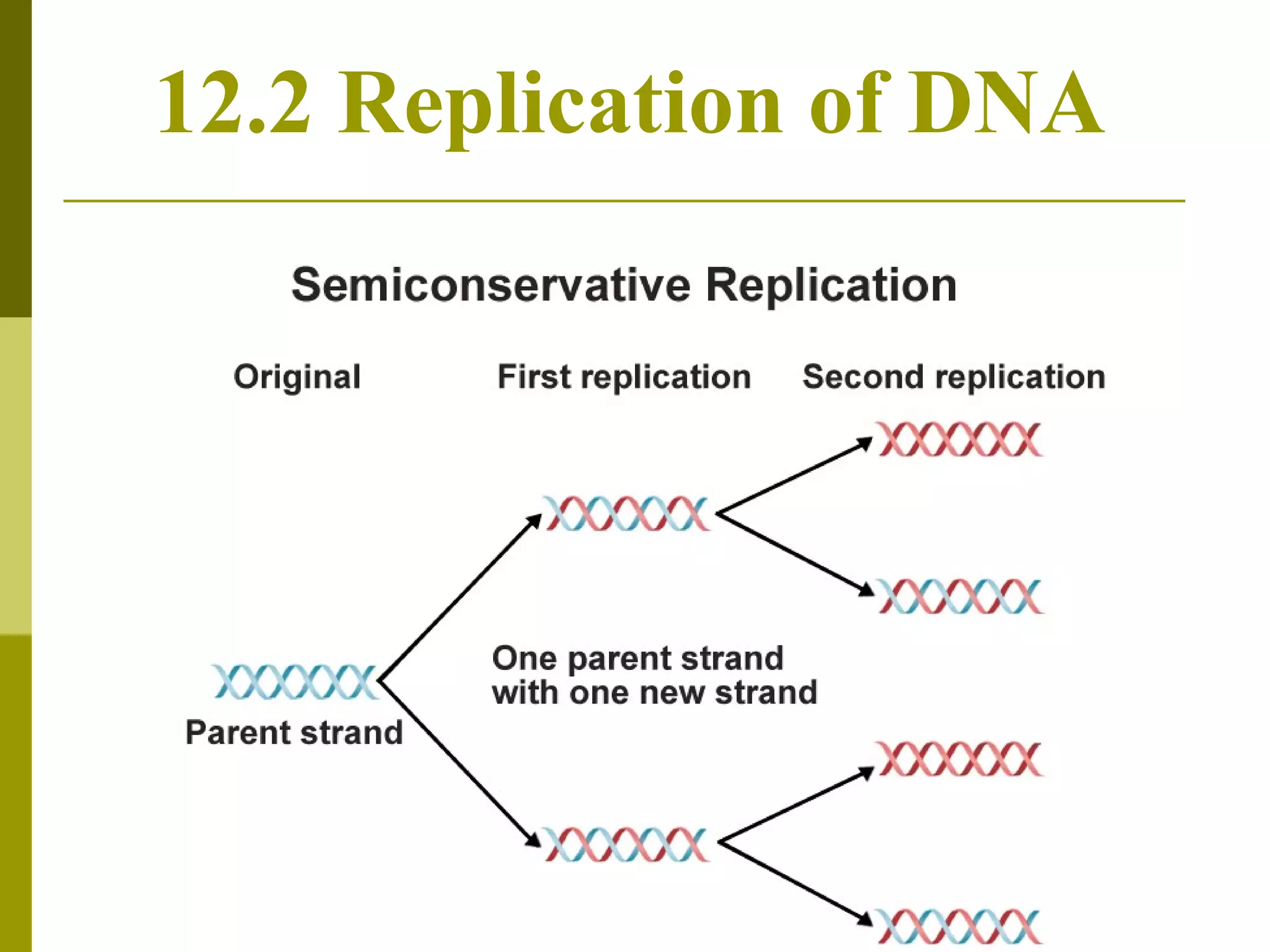 Chapter 12.2 dna replication | PPT
