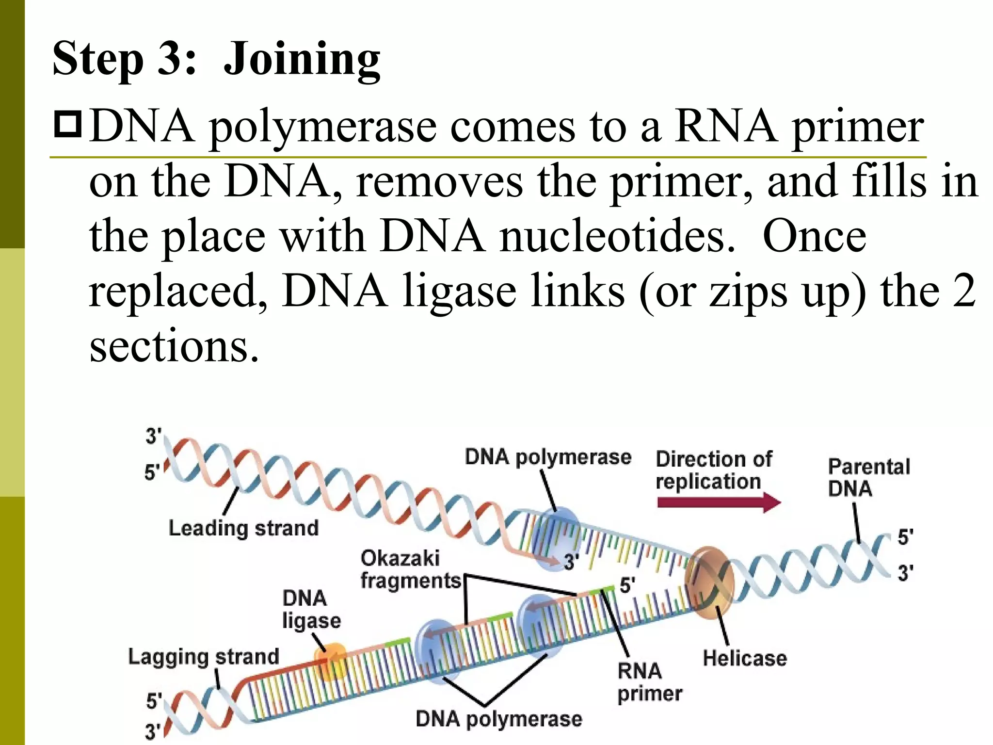 Chapter 12.2 dna replication | PPT