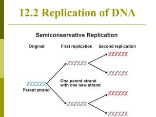 Chapter 12.2 dna replication | PPT